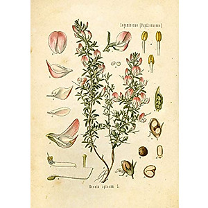 Vintage Botanical Prints | Wildflower Art Prints | Floral Wall Art | Set of 9 5x7 Unframed