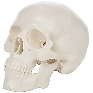 Axis Scientific Miniature Human Skull Model, 3.5" Tall 3-Part Anatomical Mini Human Skull Model with Removable Skull Cap and Moving Jaw, Realistic Skull Anatomy Model, Includes Detailed Product Manual