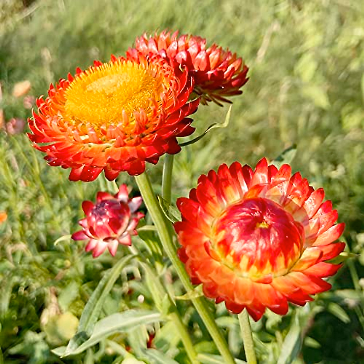 Everlasting Flower Seeds Paper Daisy, Strawflower Low Maintenance Cut Flowers Annual Perennial Rock Garden Cottage Garden Bed Border Outdoor 100Pcs by YEGAOL Garden