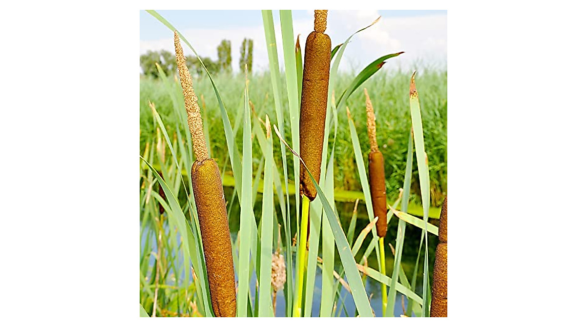 Grow Fast-Growing Cattail Seeds (Typha Latifolia) for Ponds