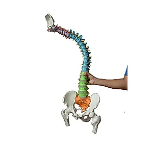 Wellden Medical Anatomical Super Flexible Spine Model with Pelvis and Femur Heads, Color Coded, Life Size