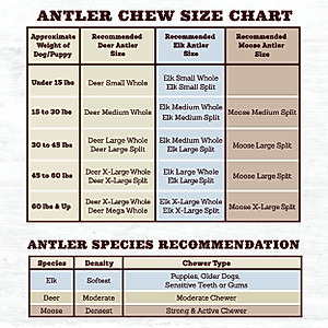 Prairie Dog Antlers | North American Whole Elk Antler | LARGE | Naturally Shed | Hand Harvested | Nutrient Rich | 8-9.5 inches long