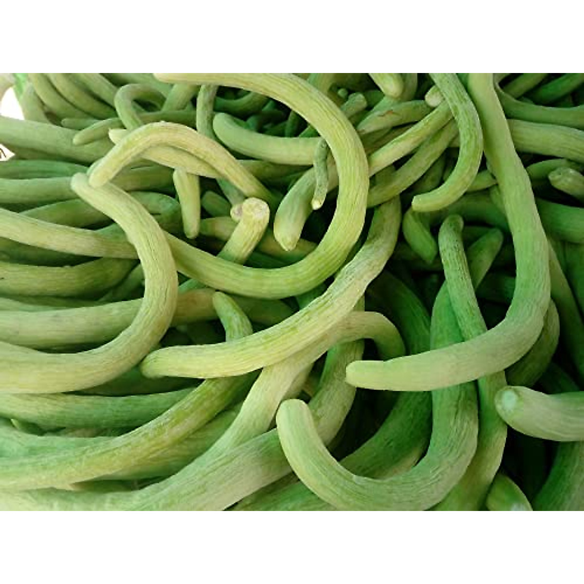 Armenian Pale Green Cucumber Seeds for Planting, 100+ Heirloom Seeds Per Packet, (Isla's Garden Seeds), Non GMO Seeds, Botanical Name: Cucumis sativus, Great Home Garden Gift