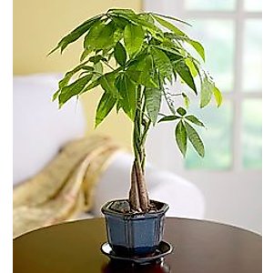 LOU'S BONSAI NURSERY GOOD LUCK MONEY BONSAI TREE (INDOORS)