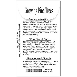 Big Pack Bonsai Tree Seeds - Japanese RED Pine Tree (150 Seeds) - Pinus densiflora Pine Tree Seeds - Non-GMO Seeds by MySeeds.Co (Big Pack - Japanese Red Pine)