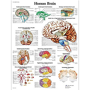 3B Scientific VR1615UU Glossy Paper Human Brain Anatomical Chart, Poster Size 20" Width x 26" Height