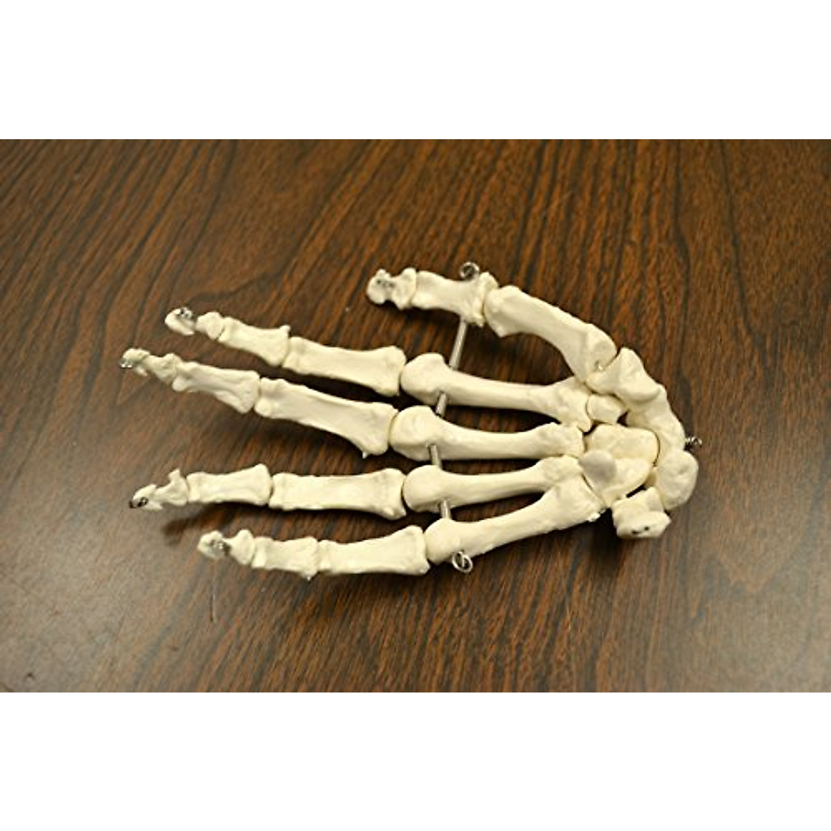 Disarticulated Human Skeleton Model for Anatomy, Life Size 62" High - Medical Quality, 200+ Skeletal Bones - 3 Part Skull with Movable Jaw, Articulated Hand & Foot - hBARSCI