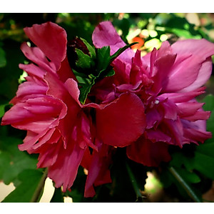 2 Red Rose of Sharon Althea Hibiscus Syriacus Plants 1 to 2 Ft Height for Planting Ornaments Perennial Garden Simple to Grow Pots Gifts
