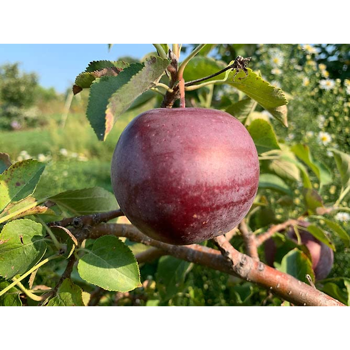 Pixies Gardens (5 Gallon Potted Set of Two Plants) Arkansas Black Apple Tree- Produces Lots of Succulent Sweet Apples- As an Eating Apple Late-Maturing Medium-Sized Apple Deep Red Looks Almost Black.