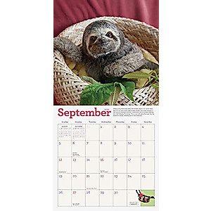 Original Sloths Wall Calendar 2021