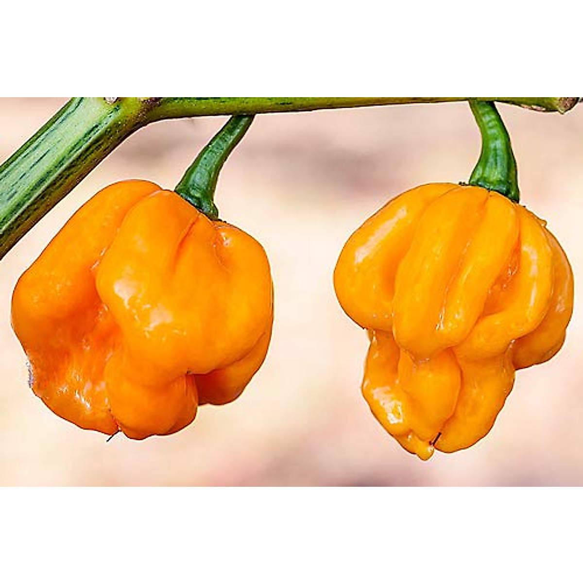 30+ Scotch Bonnet Jamaican Hot Yellow Pepper Seeds Heirloom Non-GMO Ship from USA