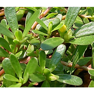 2500+ Purslane Seeds Green Fresh Garden Seeds for Planting