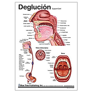 Blue Tree Publishing Swallowing anatomy education (A4 laminated chart (Spanish))