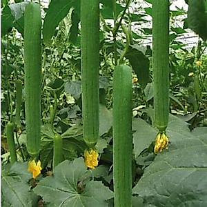 kitchenseeds (20) Asian Vegetable Edible Luffa Seeds , Long Smooth Sponge Gourd, Muop Huong