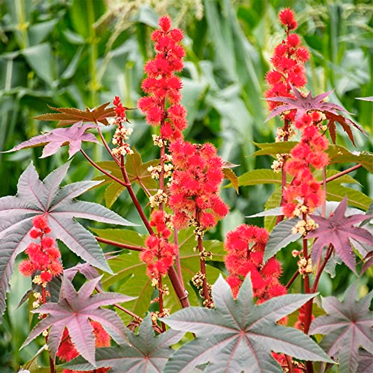 QAUZUY GARDEN 5 Premium Seeds Castor Bean Castor Oil Plant, Ricinus Communis Seeds for Planting | Non-GMO Heirloom Seeds | Fast-Growing Ornamental Perennials