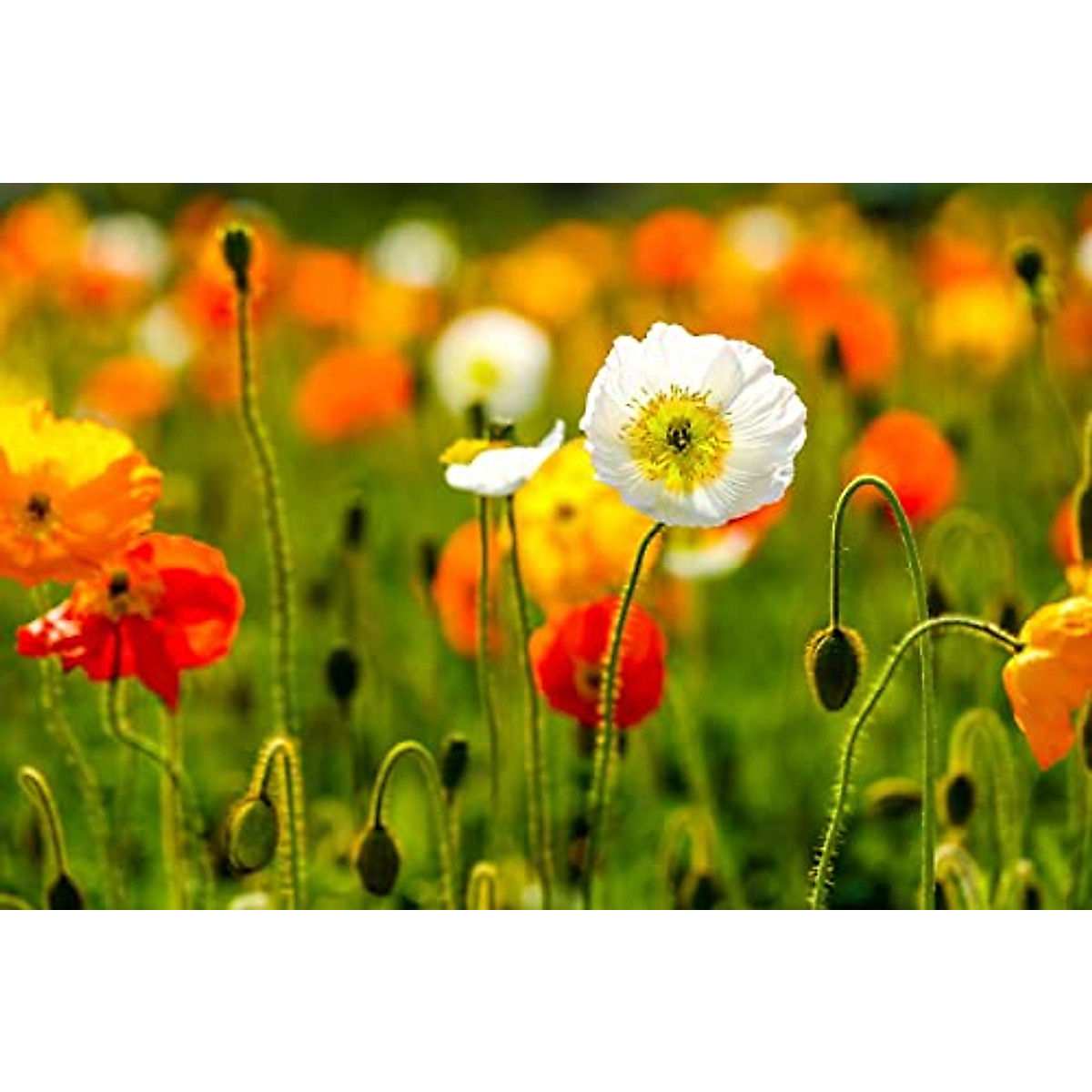 Iceland Poppy Seeds Flower Mix, 3000 Heirloom Flower Seeds Per Packet, Non GMO Seeds, Botanical Name: Papaver nudicaule, Isla's Garden Seeds