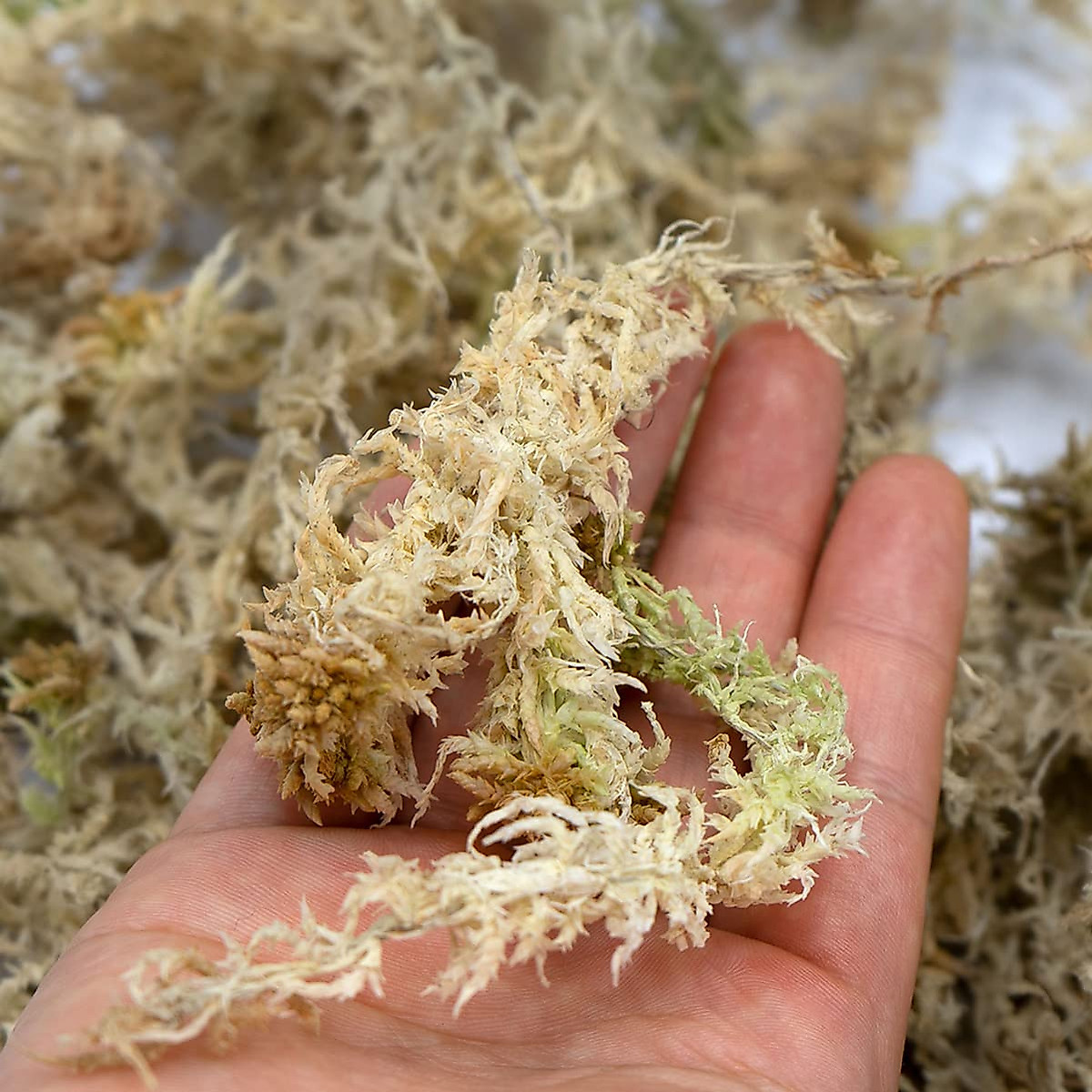 Caverythfit Long Fiber Sphagnum Moss, Naturally Air Dried, Great Orchid Medium, Perfect for Rooting Plants and Cuttings, 5oz(Appx.17QT)