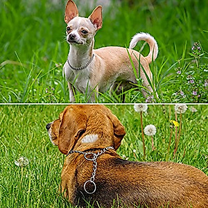 TagME Chain Dog Choke Collar, Weather Proof Metal Slip Collars Training Choker Collar for Puppy Small Dogs Breed (1 Pack)