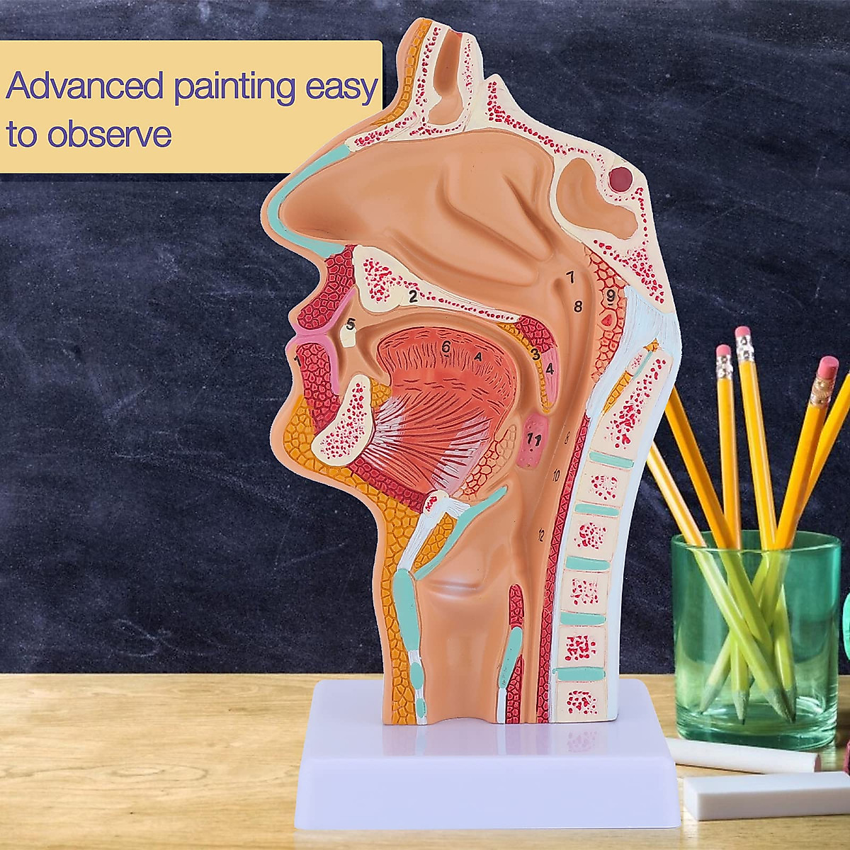 LVCHEN Human Nasal Cavity Throat Anatomy Medical Model - Human Anatomical Pharynx Larynx Model for Medical Students Study Display Teaching Medical Model