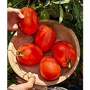 Burpee Exclusive 'SuperSauce' Hybrid 25 Non-GMO Large Red Sauce & Paste Tomato Variety | Vegetable Seeds for Planting Home Garden