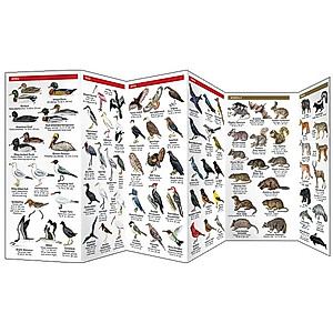 Florida Wildlife: A Folding Pocket Guide to Familiar Animals (Nature Observation North America)