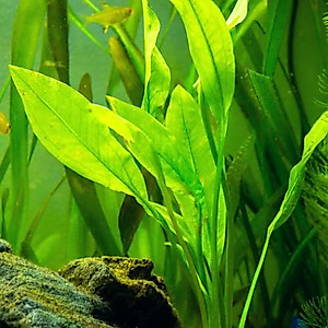Mainam 4 Different Anubias Nana Amazon Sword Java Fern Windelov Hornwort Tropical Freshwater Live Aquarium Plant Decorations 3 Days BUY2GET1FREE
