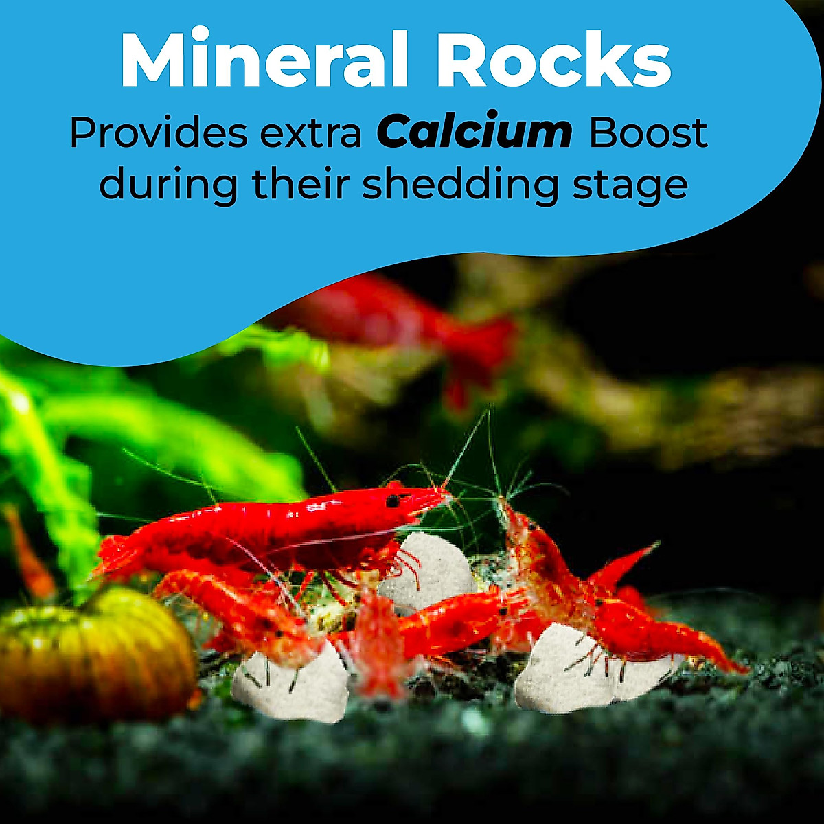 JOR Water Conditioner Calcium Rocks for Baby Shrimps, Isopods, and Crayfish, Enhances Pet Color, Provides Hideout, Breeding Spot, Beneficial for Shedding, Rustic Decor for Big and Nano Tanks, 3.5 oz.