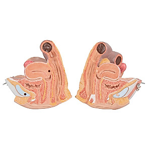 3B Scientific B50 Dual Sex Muscle Figure 45-part - 3B Smart Anatomy