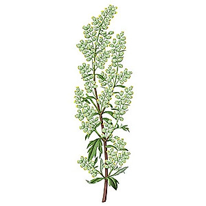 L'Erbolario Absinthium - Unisex Fragrance With A Pleasantly Invigorating Note - Creates An Evocative, Perfumed, Exquisitely Light And Enveloping Mood - Aromatic, Woody Scent - 1.6 Oz EDP Spray