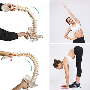 New-Horizon Scientific Spinal Cord Model,Skeleton Model -34" Life Size Spinal Column Model with Vertebrae, Nerves, Arteries, Lumbar Column, and Male Pelvis, Includes Stand (Good After-Sales)