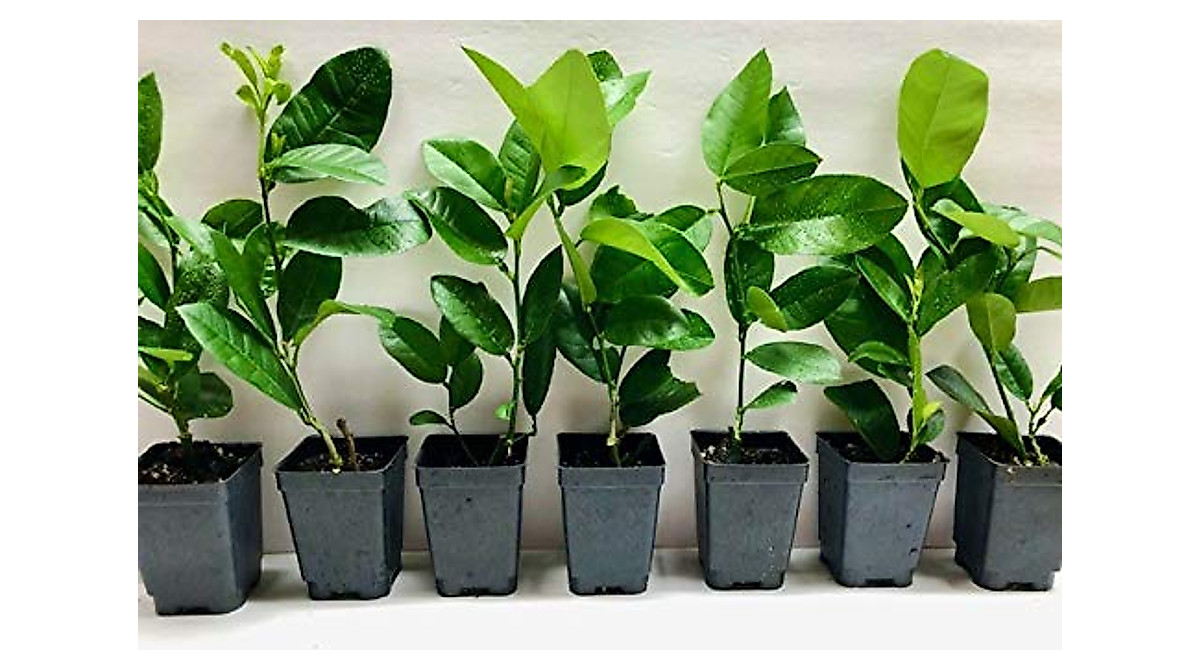 Meyer Lemon Tree Live Plant - Hardy & Flavorful