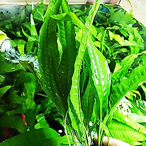 Greenpro Microsorum Pteropus Java Fern Tall Full Potted Live Aquarium Plants Decorations Freshwater Fish Tank