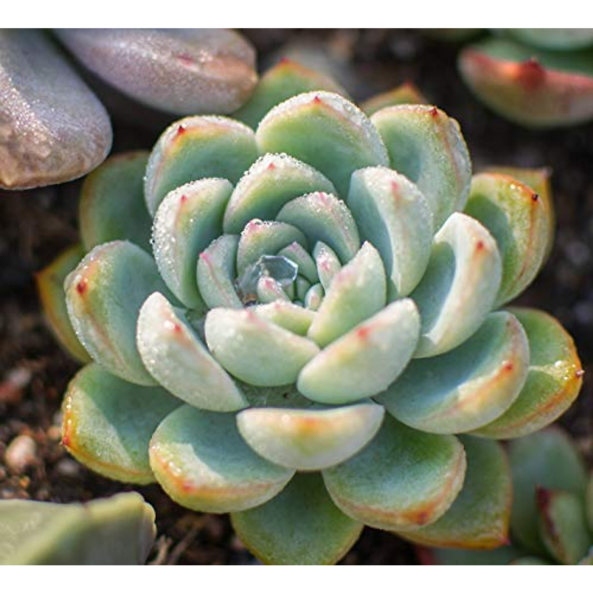 Seeds Of Strength Mixture 200+ Succulents Seeds Garden and Home Bonsai Flower Plant