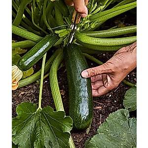 Burpee Fordhook Zucchini Summer Squash Seeds 50 seeds