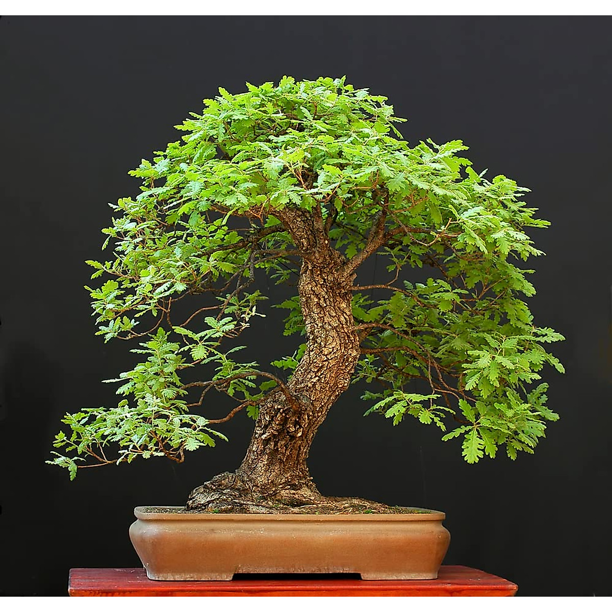 White Oak Bonsai Tree Seeds for Planting | 5 Big Healthy Seeds | White Oak is Prized for Attractive Look and Wood