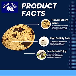 Organic Quail Balut Eggs - Organic Raised, 24 Count - Unique Culinary Experience with Delightful Textures and Flavors - Ideal for Food Enthusiasts Seeking New Taste Adventures