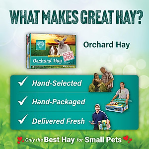 Small Pet Select Orchard Grass Hay Pet Food for Rabbits, Guinea Pigs, Chinchillas and Other Small Animals, Premium Natural Hay Grown in The US, 5 LB