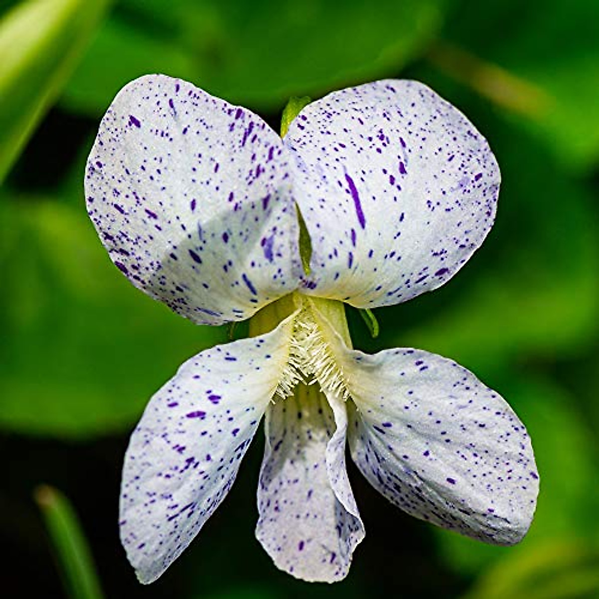 Outsidepride Viola Freckles Garden Flowers for Containers, Hanging Baskets, & Window Boxes - 50 Seeds