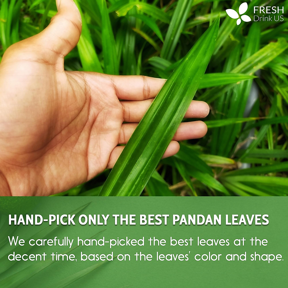 4.5oz Pandan Leaf Powder, 100% Natural and Pure from Pandan Dried Leaves, Emerald Pandan Leaf Powder, Green Food Coloring Powder, No Additives, No Gluten, Vegan.