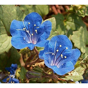Phacelia "California Bluebell" Flower Seeds for Planting, 1000+ Seeds Per Packet, (Isla's Garden Seeds), Non GMO & Heirloom, Scientific Name: Phacelia campanularia, Great Home Garden Gift