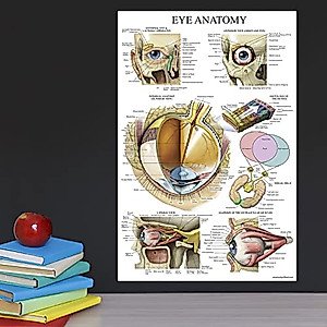 Palace Learning LAMINATED Eye Anatomical Poster - Human Eye Anatomy Chart - 18" x 24"