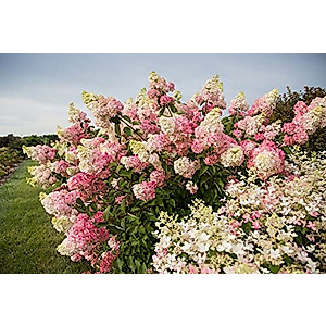 VANCEFELKEL 60+ Vanilla Strawberry Hydrangea Seeds for Planting - Strawberry Sundae Hydrangea Tree Seeds to Plant - Pink Hydrangea Flowers Tree Bush Plants Seeds Planting in Pot/Outdoors/Bonsai