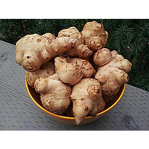 Jerusalem Artichoke Tubers Planting, 0.5 LB Ornaments Garden Perennials Simple to Grow Pots Gift