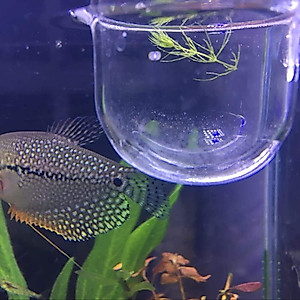 Senzeal 2PCS Large Glass Feeding Cone Cup Plant Cup Brine Shrimp Live Red Worm Fish Feeder for Aquariums with Seam