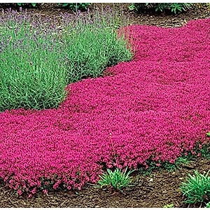 2000+ Red Creeping Thyme Seeds for Planting Thymus Serpyllum - Heirloom Ground Cover Plants Easy to Plant and Grow - Open Pollinated