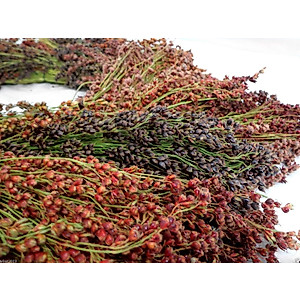 BROOM CORN SEEDS - Sorghum vulgar Mixed,Cream,Gold,Red, Brown,Burgundy and More(3000 Seeds)