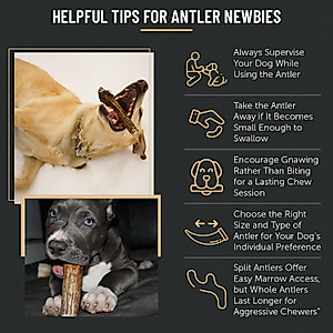 The Antler Box Premium Elk Antler Dog Chews (1 Piece Box) (Split, X-Large (6-8Oz)