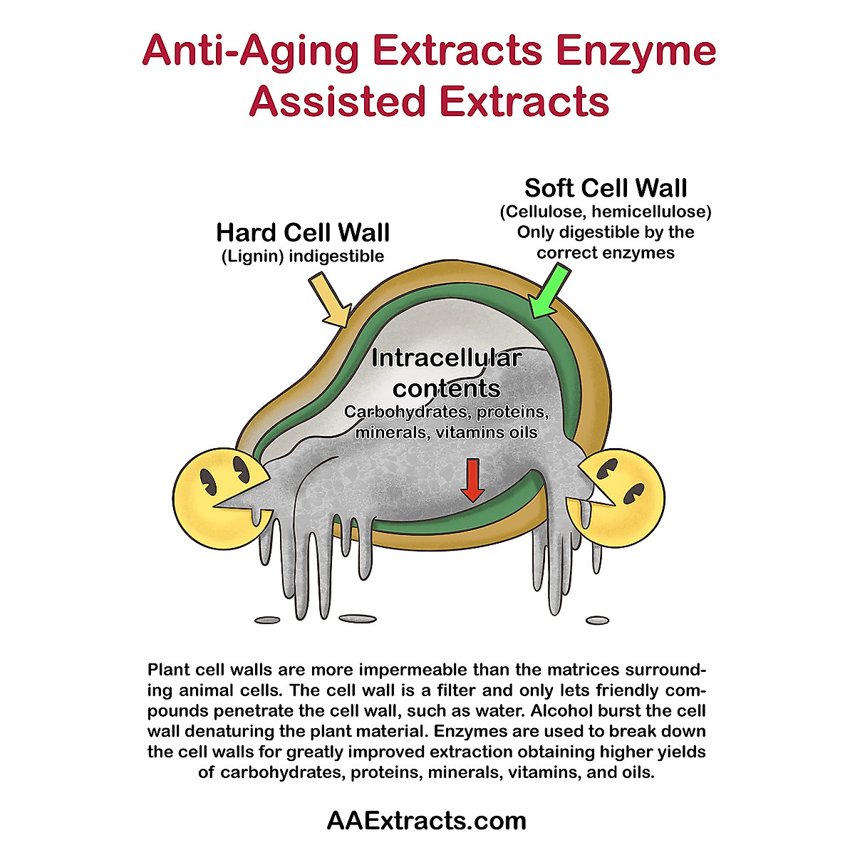 Anti-Aging Extracts Skincare Grade Green Tea Extract HAS MOVED search ASIN B0CZMCB333