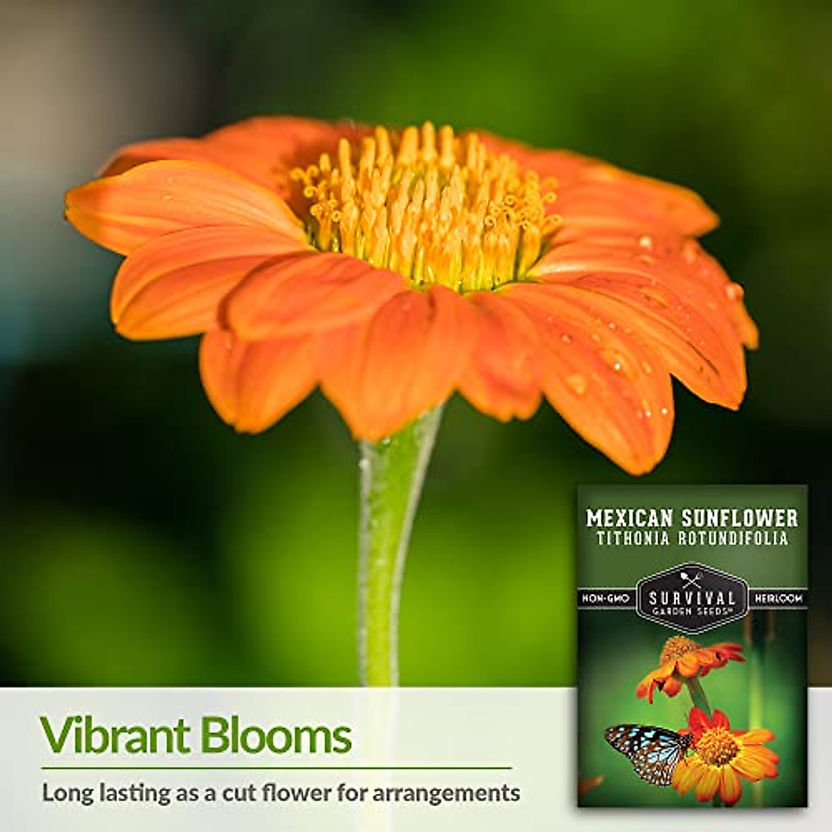 Survival Garden Seeds - Mexican Sunflower Seed for Planting - Packet with Instructions to Plant and Grow Tithonia Rotundifolia in Your Home Vegetable or Flower Garden - Non-GMO Heirloom Variety