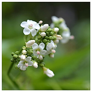 Everwilde Farms - 250 Glade Mallow Native Wildflower Seeds - Gold Vault Jumbo Seed Packet